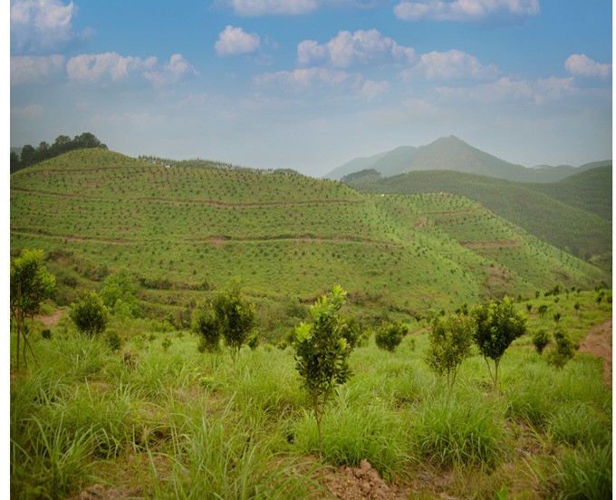 Vinafor hoàn thành toàn diện các chỉ tiêu, vượt kế hoạch 5 năm